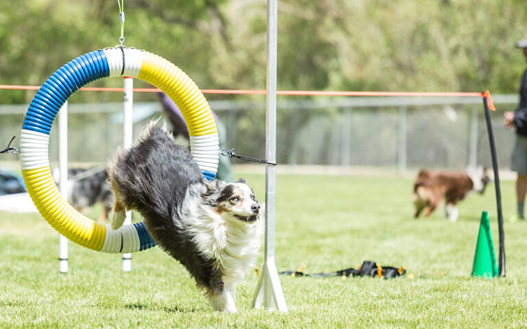11 Spring Activities For Dogs And Their Owners | Home Living