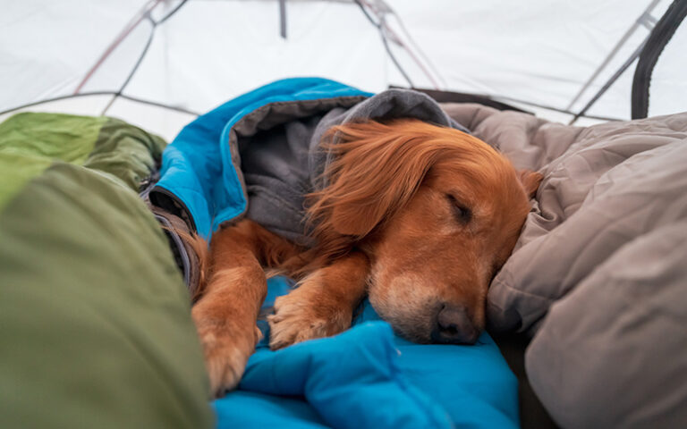 11 Spring Activities For Dogs And Their Owners | Home Living